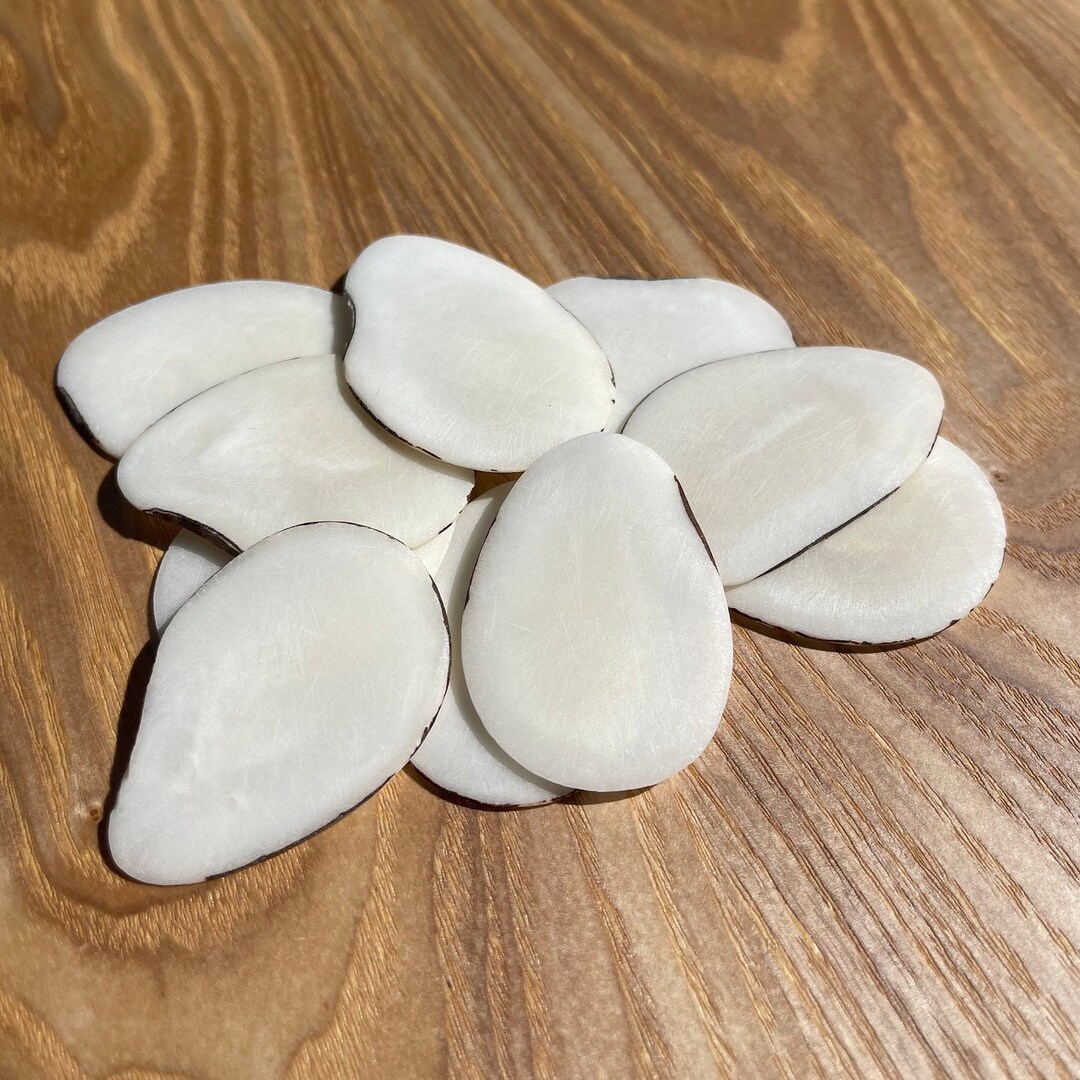 10 Tagua Slices - Etsy
