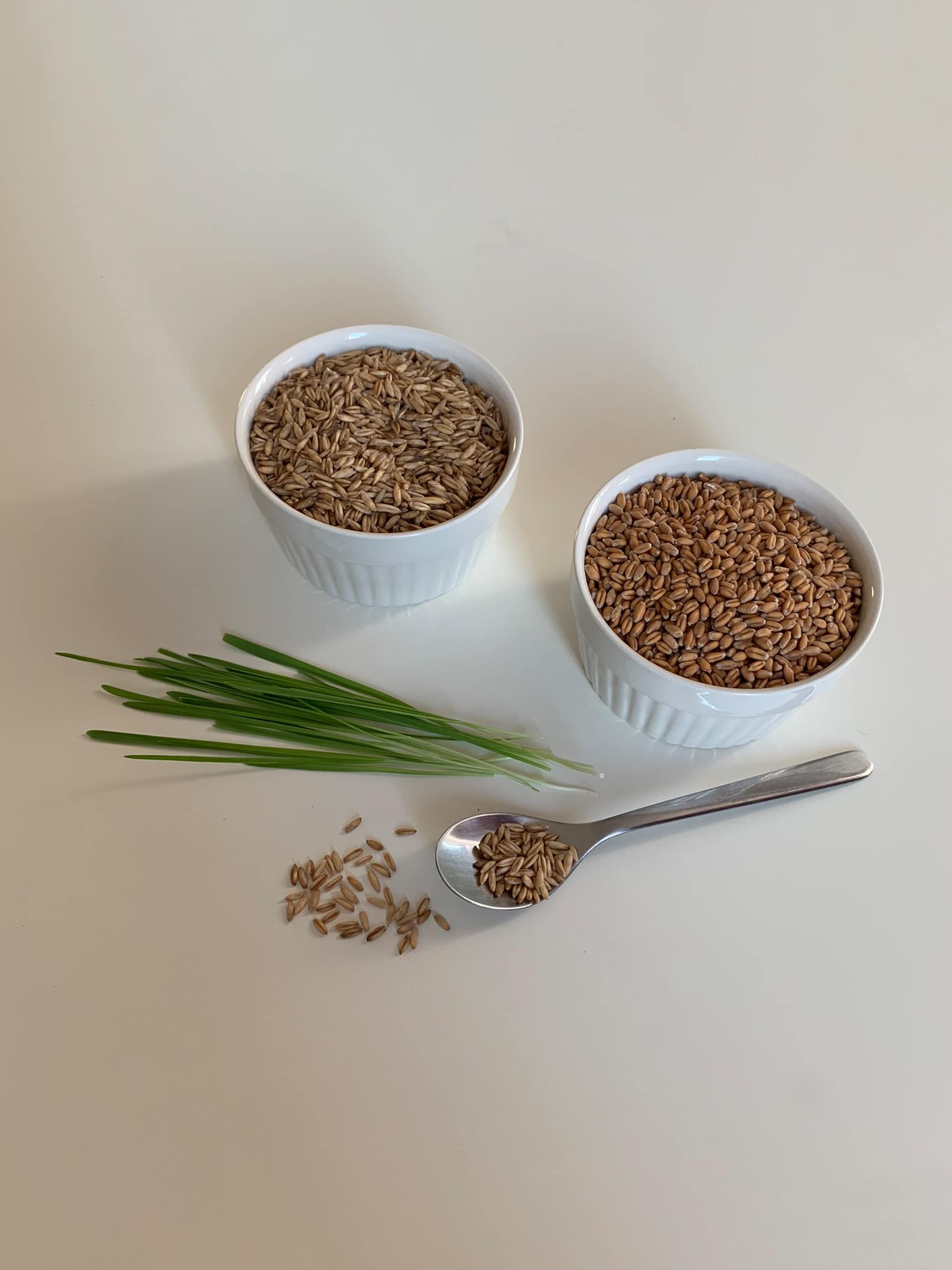 Organic Oat Grass Seeds With Husks || Pet Grass Seeds || Cat Grass ...