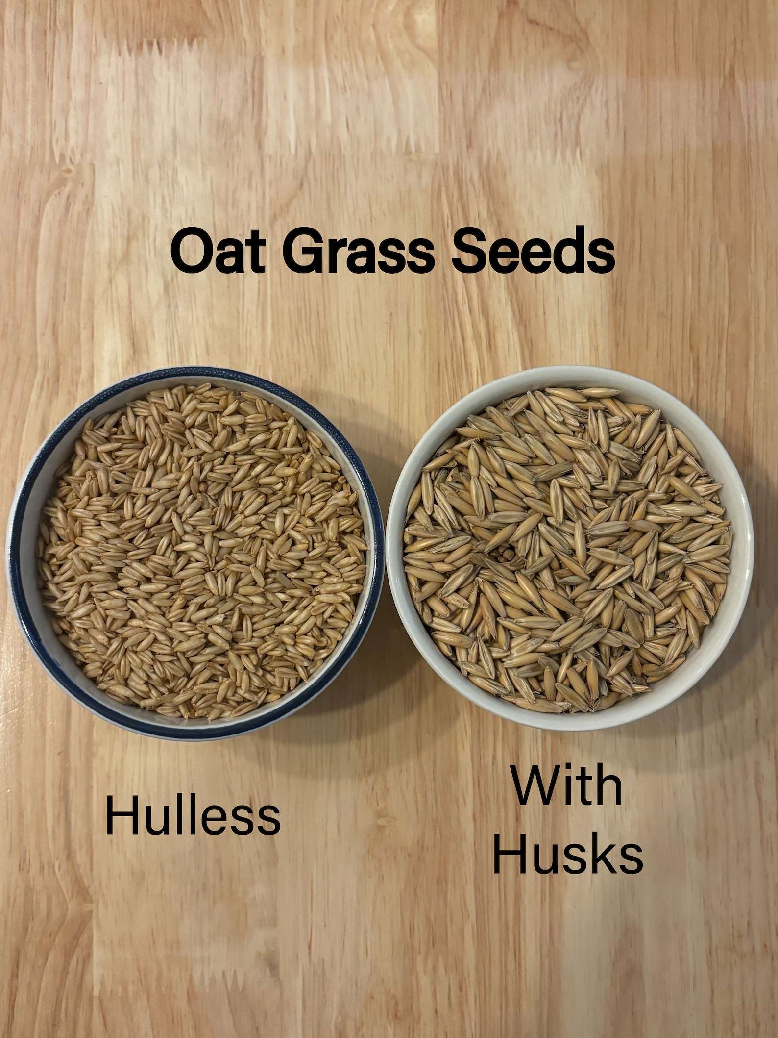 Organic Oat Grass Seeds With Husks || Pet Grass Seeds || Cat Grass ...