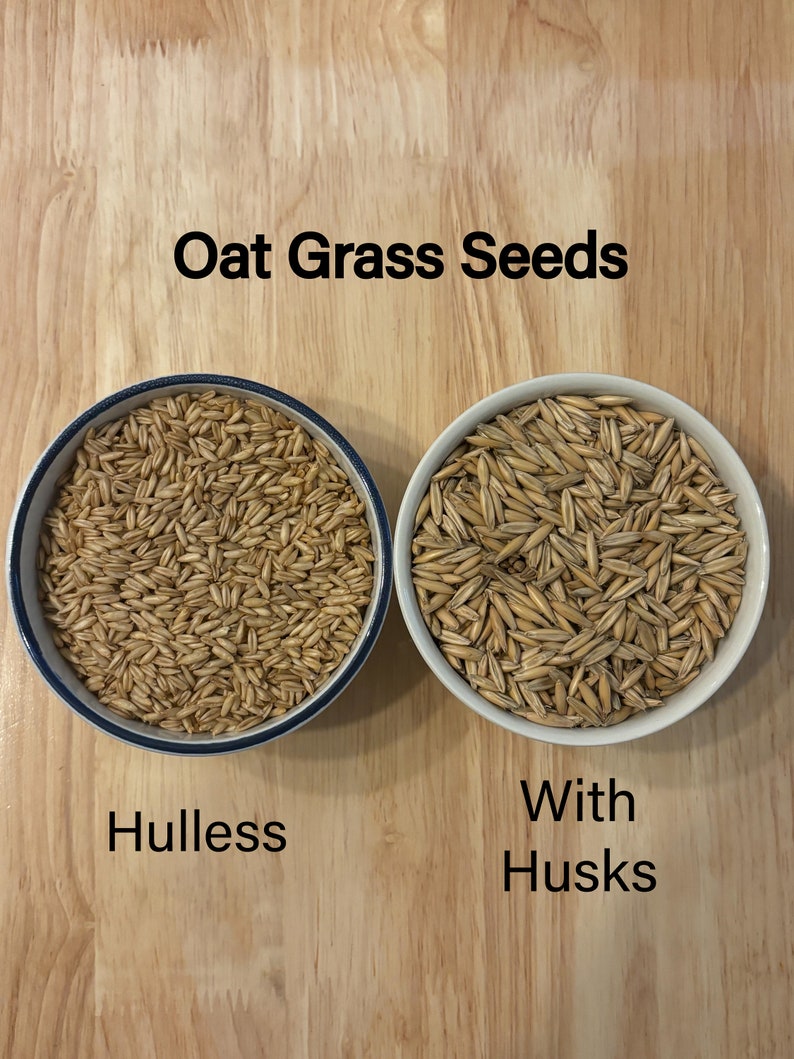 Organic Oat Grass Seeds With Husks || Pet Grass Seeds || Cat Grass ...