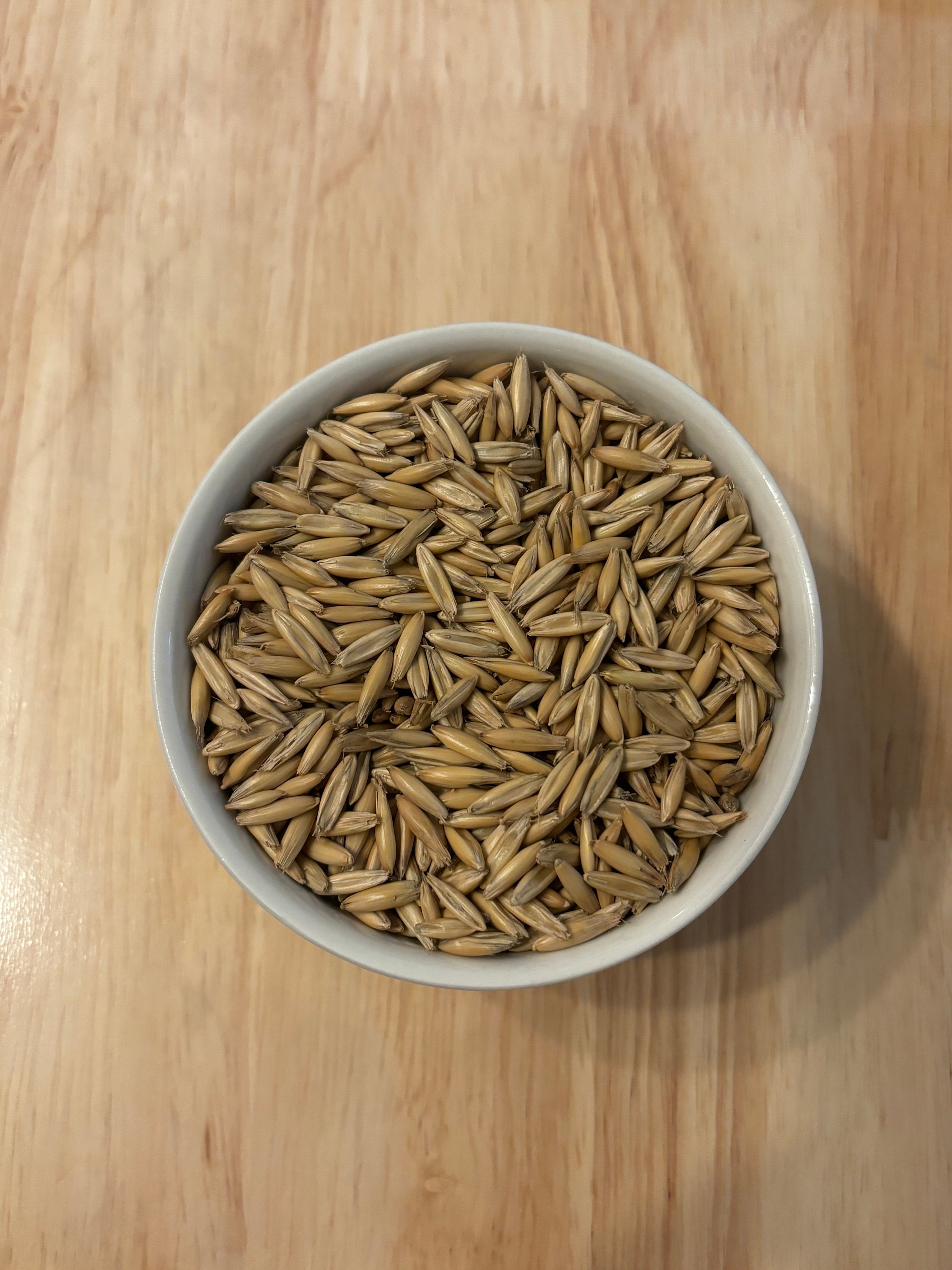 Organic Oat Grass Seeds With Husks || Pet Grass Seeds || Cat Grass ...