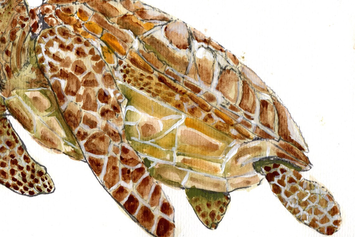 Brown Sea Turtle 2 in Watercolor Painting. Orginal Not Print. - Etsy
