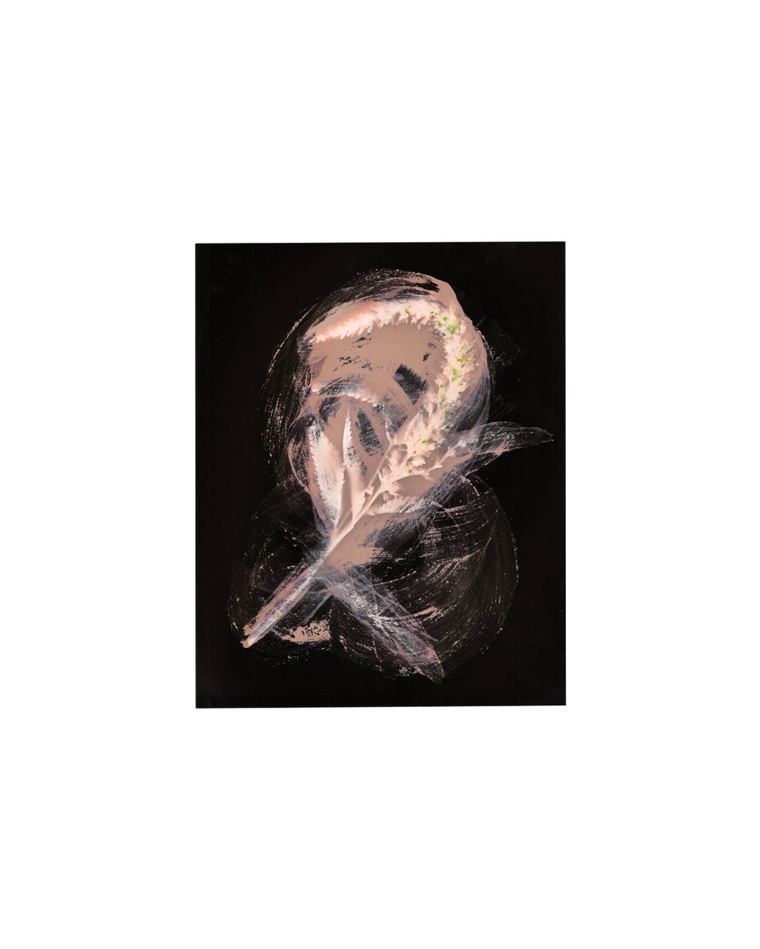 Veronica speedwell Lumen Print, Photo Painting Pt 1, Ilford Multigrade ...