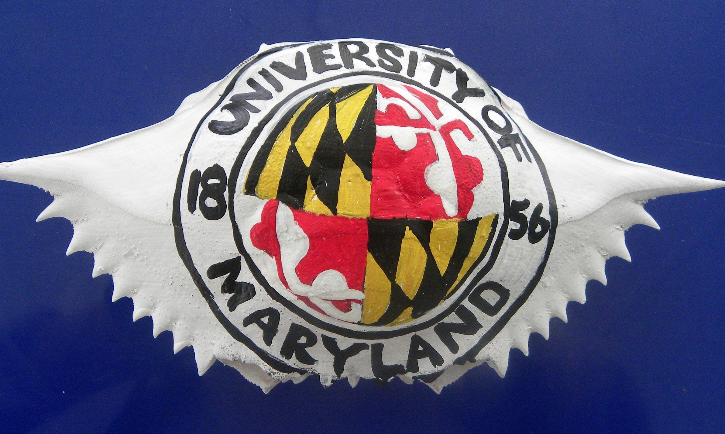 University of Maryland Logo Hand Painted on a Crab Shell Ornament ...