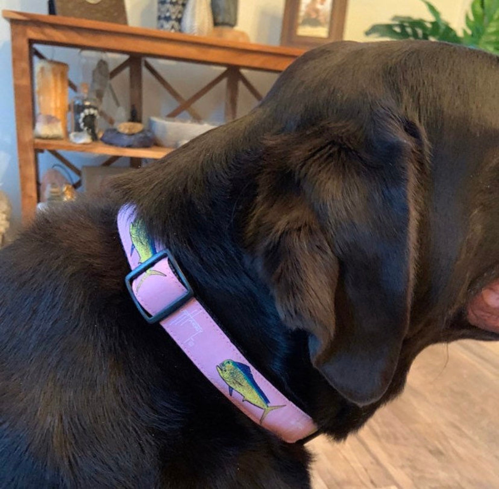 Guy Harvey Bull Dolphin Dog Collars- From Navy, Pink & Seaform - Etsy