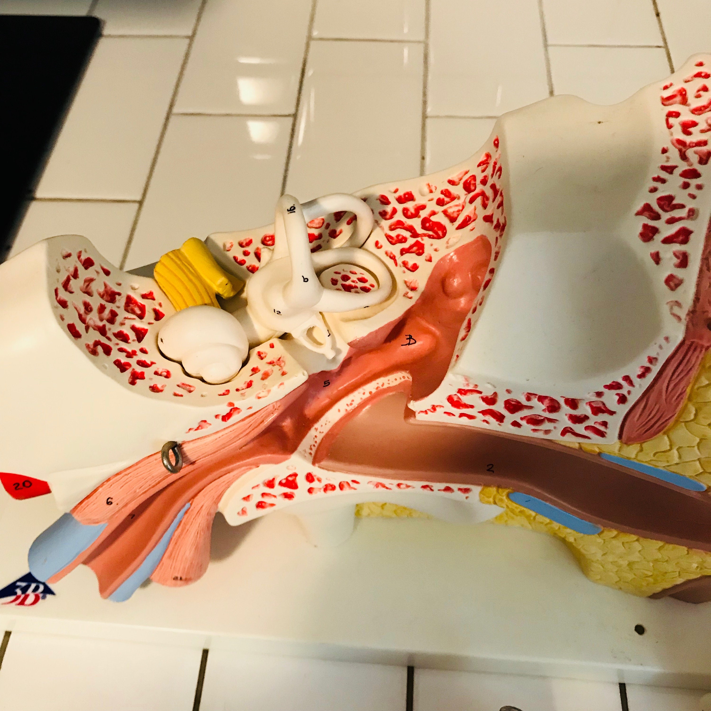 Vintage Ear Model Audiology 1986 Germany removable parts to | Etsy