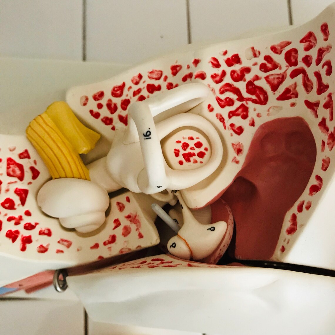 Vintage Ear Model Audiology 1986 Germany Removable Parts to | Etsy