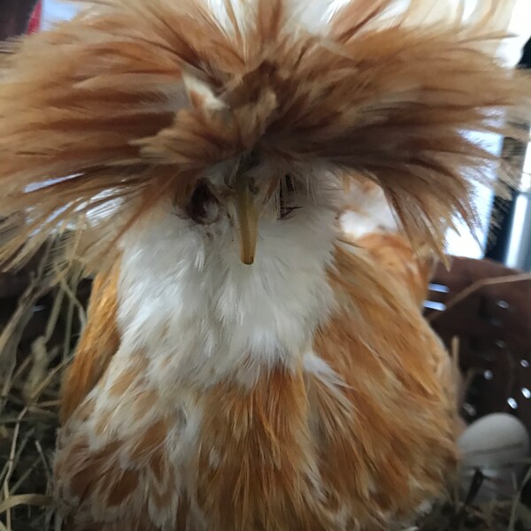 Taxidermy Chicken - Etsy