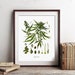 Antique Botanical Poster, Cannabis, Marijuana Medicinal, Botanical ...