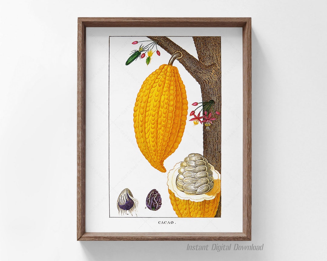 Antique Botanical Poster, Chocolate Cacao, Theobroma Cacao, Botanical ...