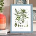 Antique Botanical Poster, Cannabis, Marijuana Medicinal, Botanical ...