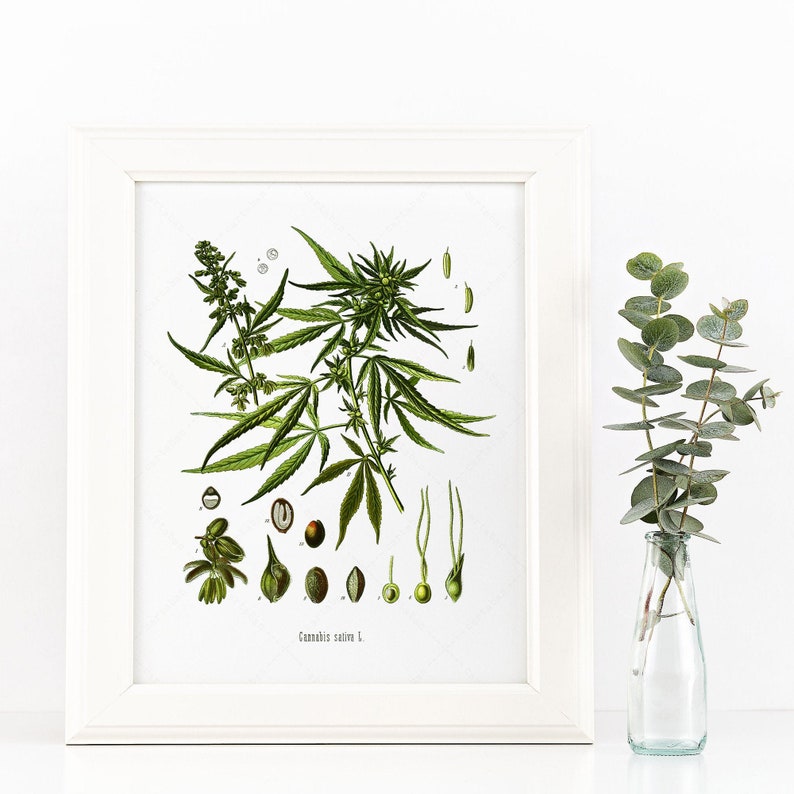 Antique Botanical Poster Cannabis Marijuana Medicinal - Etsy