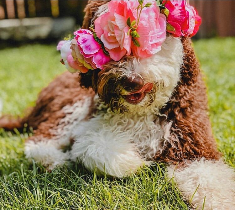 Dog Flower Crown - Etsy