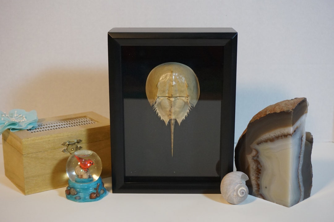 Horseshoe Crab Shadowbox 5x7" Single Specimen | Beach Decor - Coastal ...