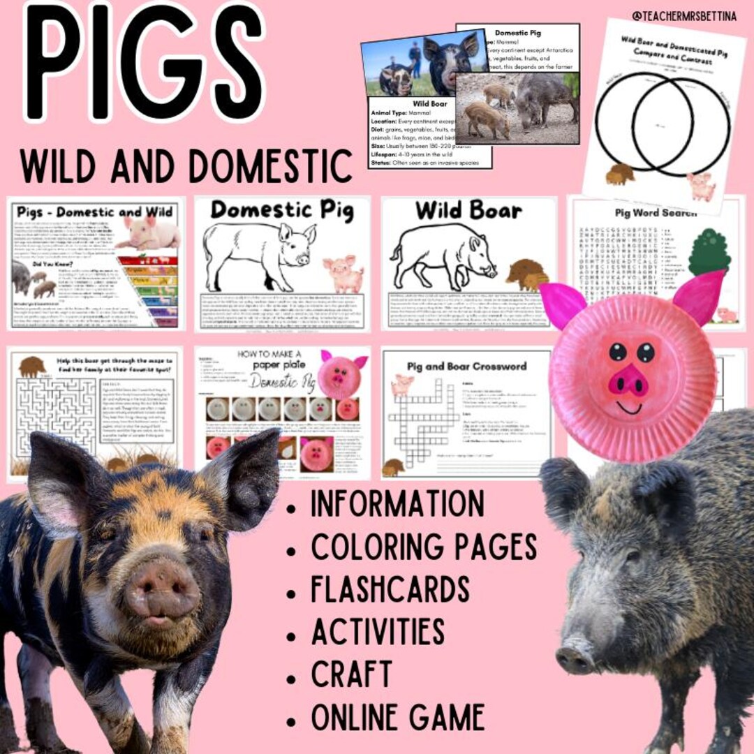 Domestic Pigs and Wild Boars a Budding Biologist Pack With Lessons ...