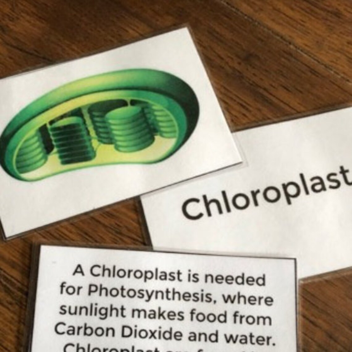 Cell Flashcards and Organelle Study Printables With Bonus Memory Games ...
