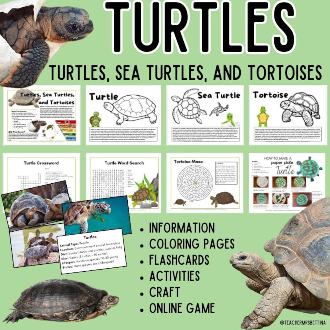 Turtles, Sea Turtles, and Tortoises - Budding Biologist Printable With ...