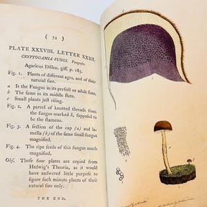 1799 Botanical- Rare Antique Book Linnaeus's Systems of Vegetables ...