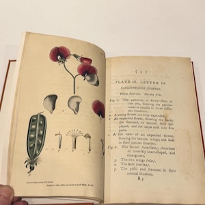 1799 Botanical- Rare Antique Book Linnaeus's Systems of Vegetables ...