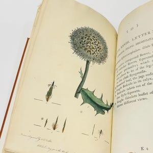 1799 Botanical- Rare Antique Book Linnaeus's Systems of Vegetables ...
