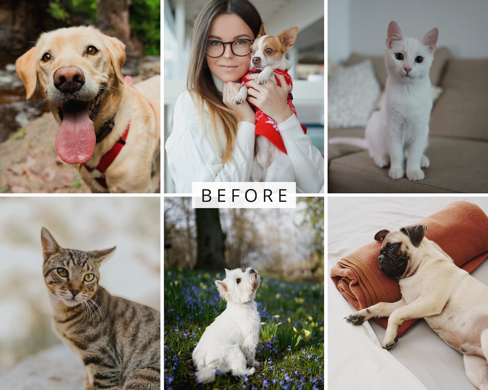 12 Dogs & Cats Lightroom Mobile Preset Pet Photo Editing | Etsy