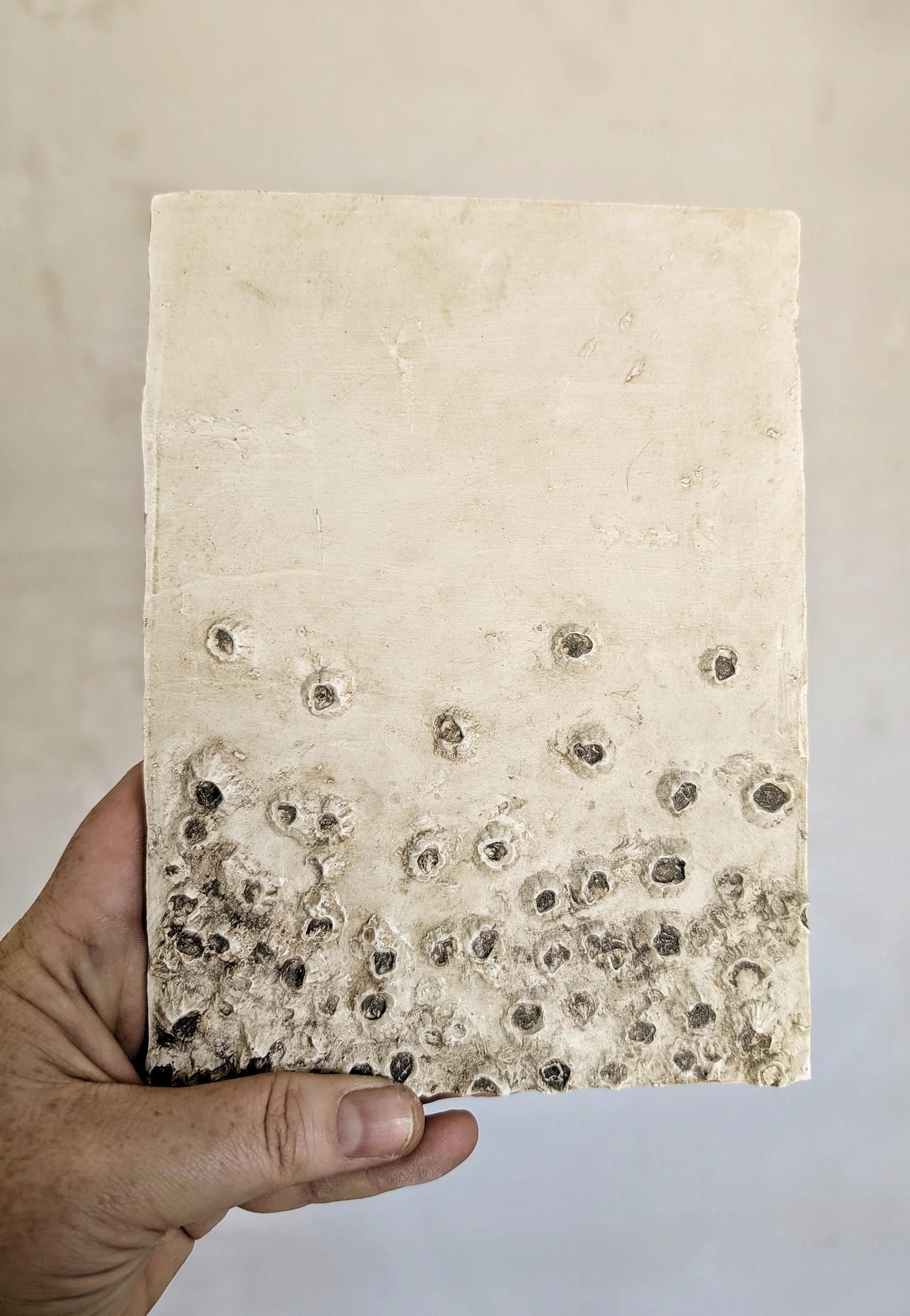 Barnacle Wall Relief Maine Gifts, Barnacle Gift, One of a Kind Art ...