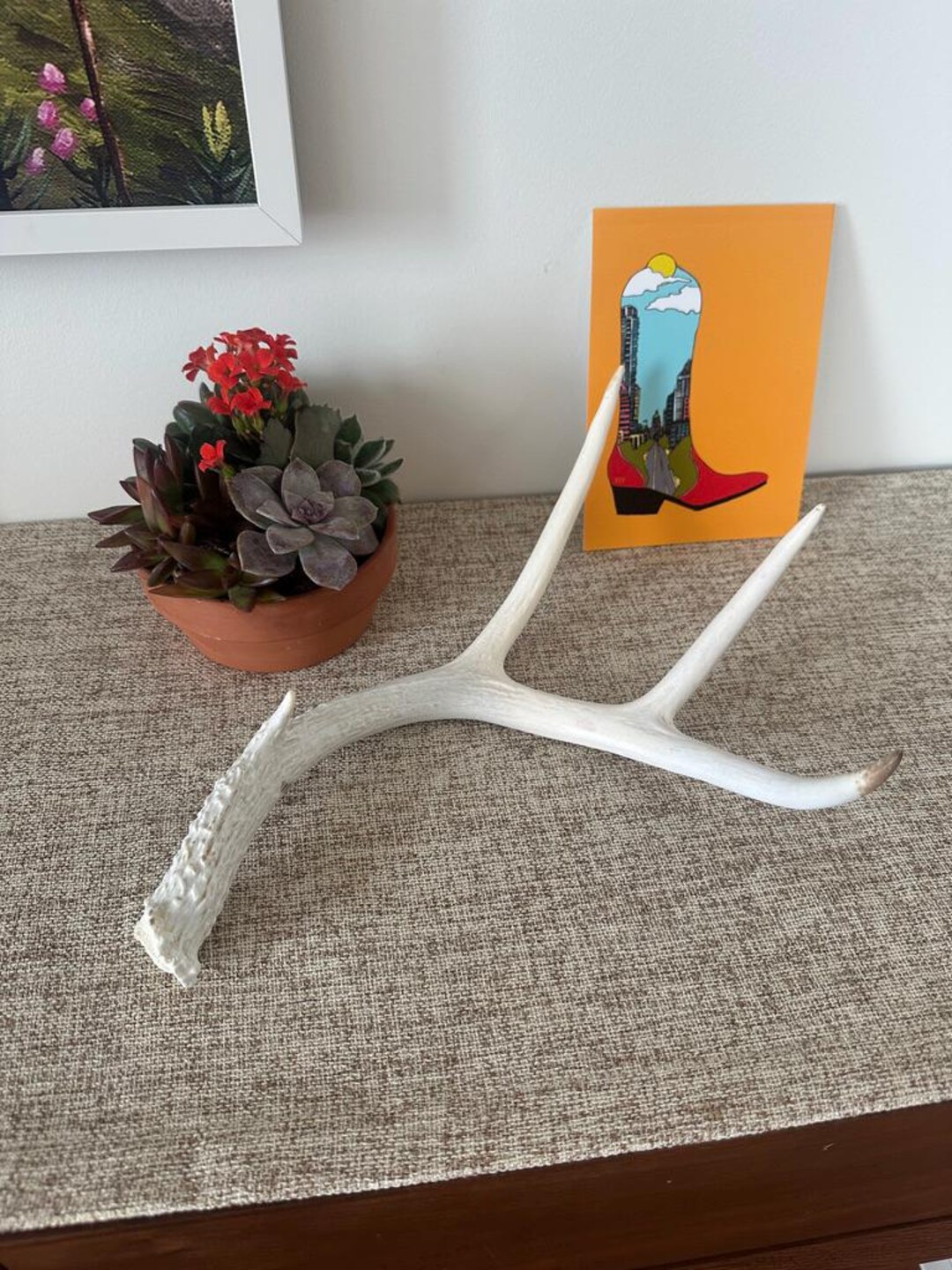LARGE DEER ANTLER - Real Antler, Beautiful Addition to Any Decor: 4 ...