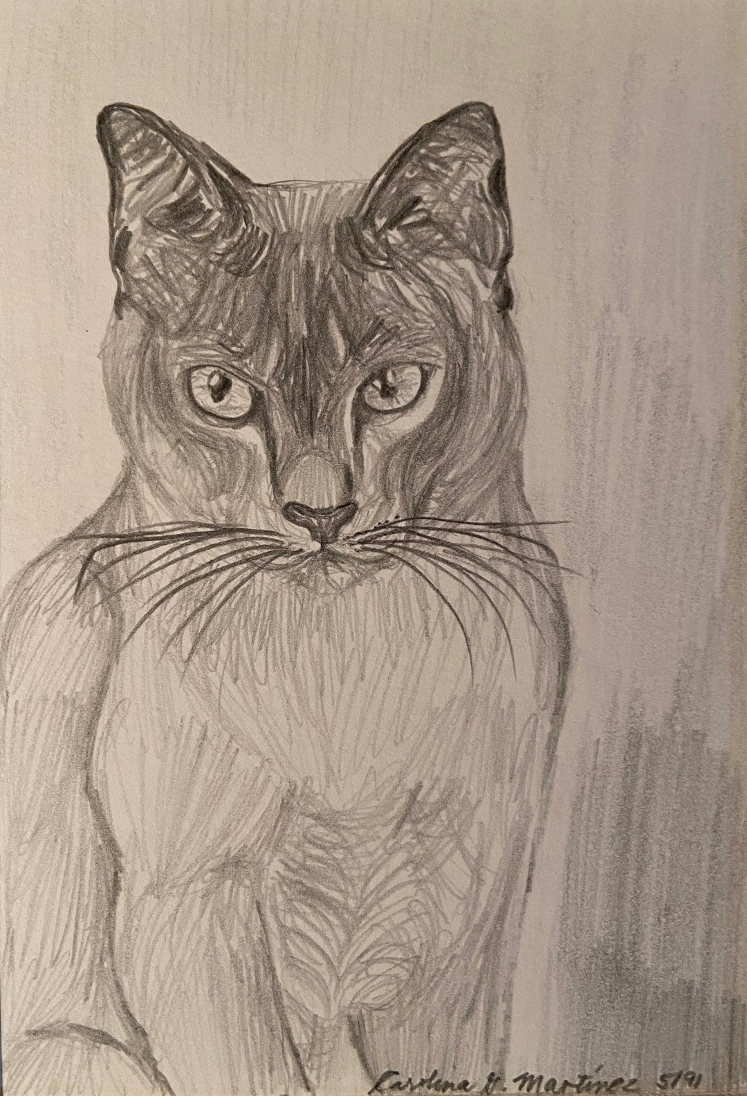 Abyssinian Cat Print, Pencil Drawing - Etsy