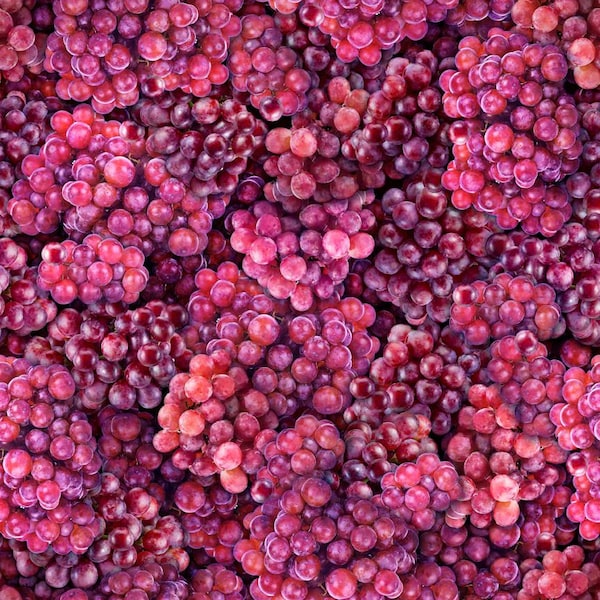 Grapes Fabric - Etsy