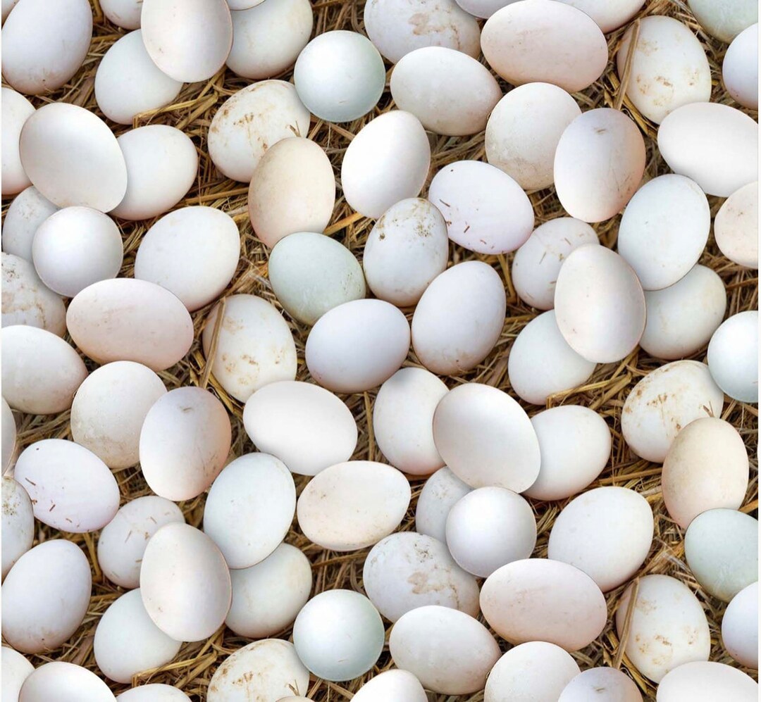 Farm Animals - #652 Ecru - Eggs - Elizabeth's Studio - 100% Cotton ...