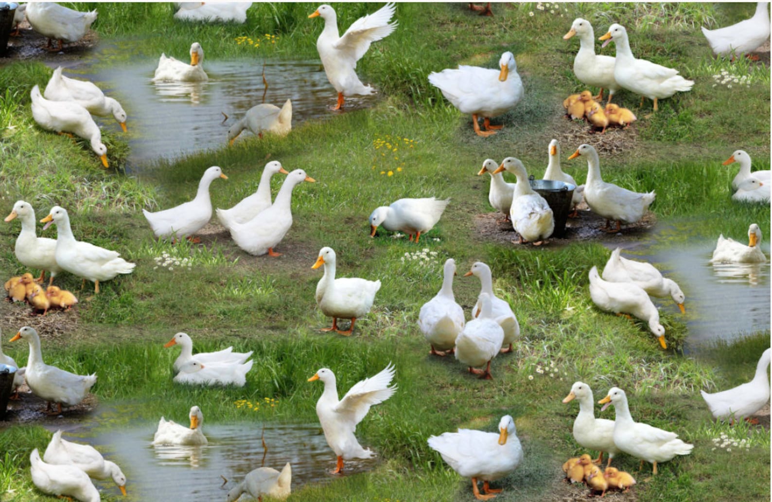 Farm Animals Ducks Pattern 651 Elizabeth's Studio - Etsy
