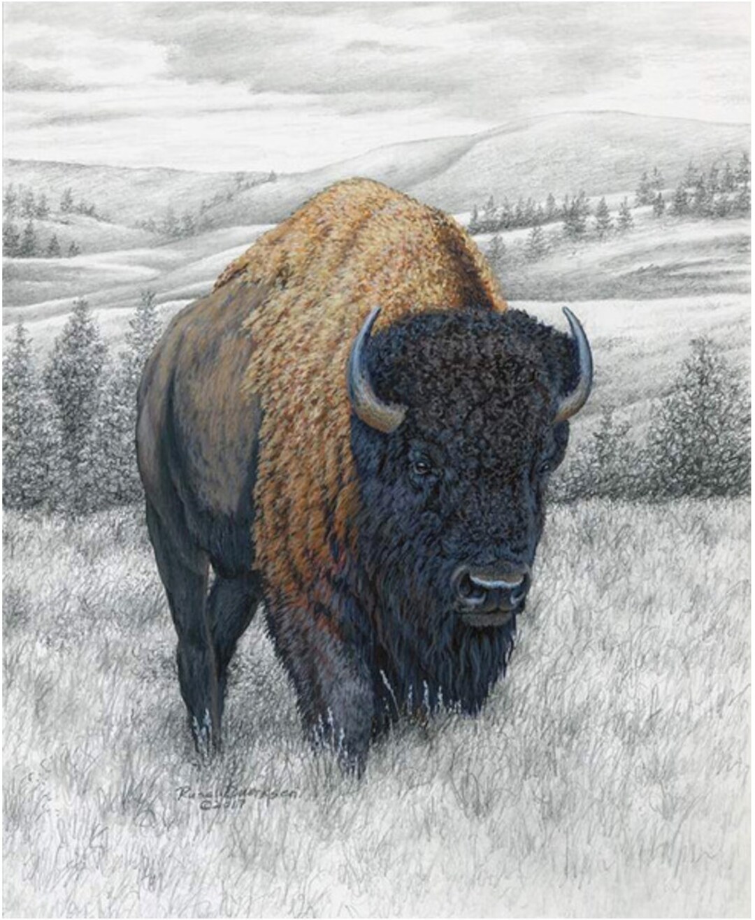 Big Game Bison Pencil Painting Panel PD12977 BISON 100% Cotton Woven ...
