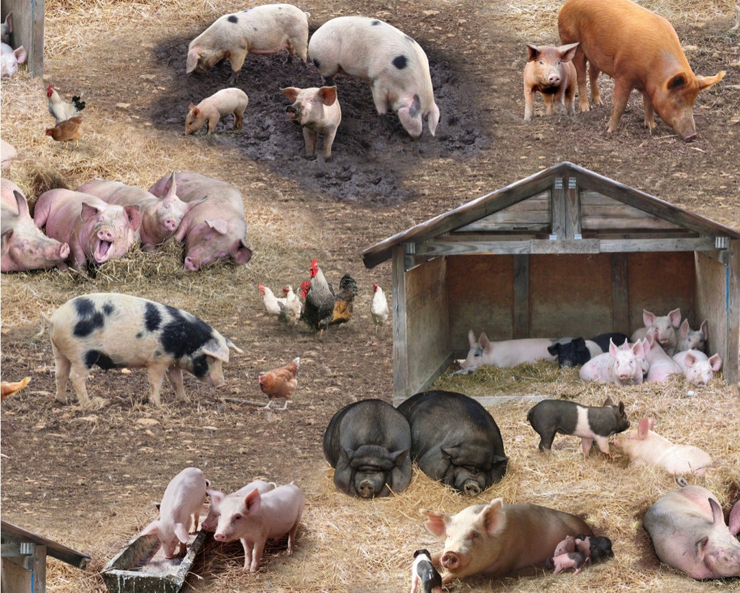 Farm Animals - Pigs - #338 Brown - by Elizabeth's Studio - 100% Cotton ...