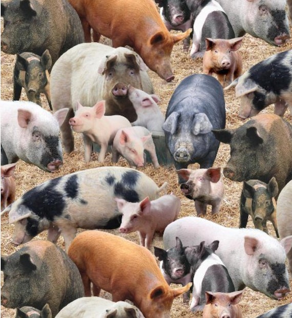 Animales De Granja Reales Cerdos