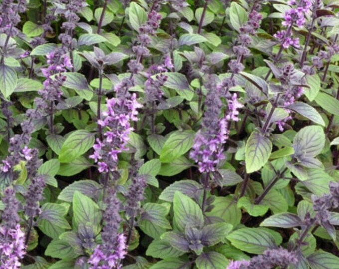 African Blue Basil, Ocimum, Edible Plant, Herb, Nectar Plant, Honey ...