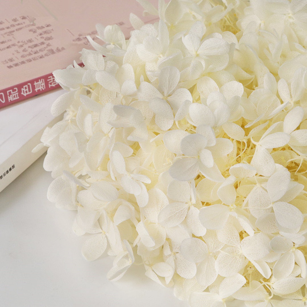 White Dried Flower Real Preserved Flower Preserved Hydrangea Small ...