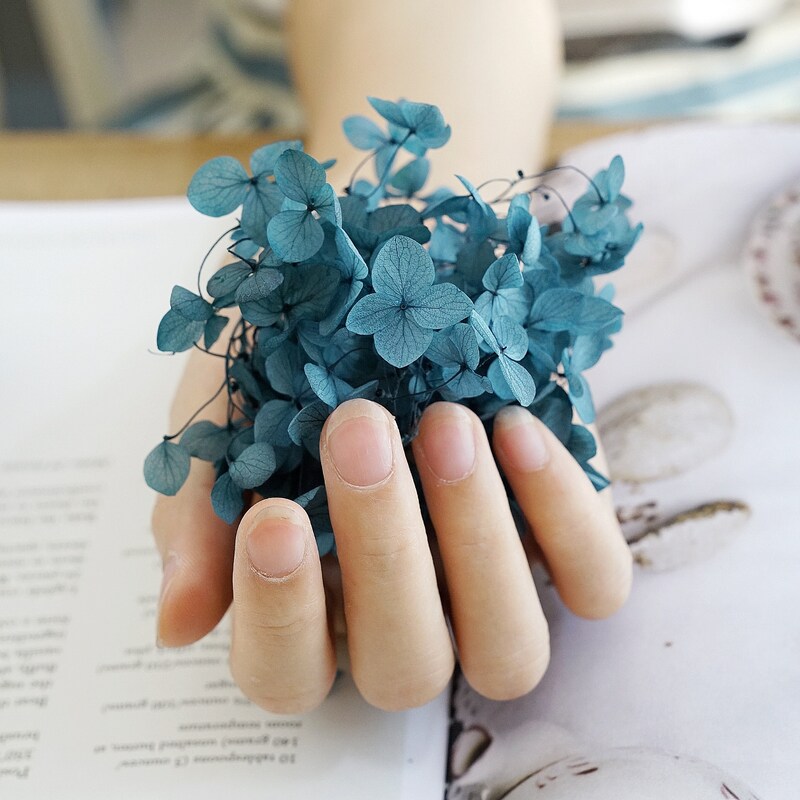 Preserved Hydrangea - Etsy