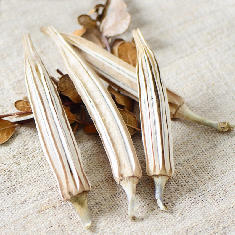 Dried Okra Pods Natural Decor Okra Pods Dried Decornatural - Etsy