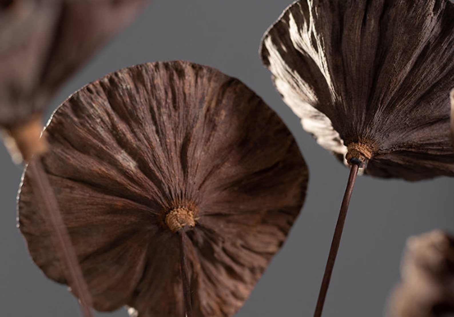 Dried Lotus Pods on Stemnatural Dried Lotus - Etsy