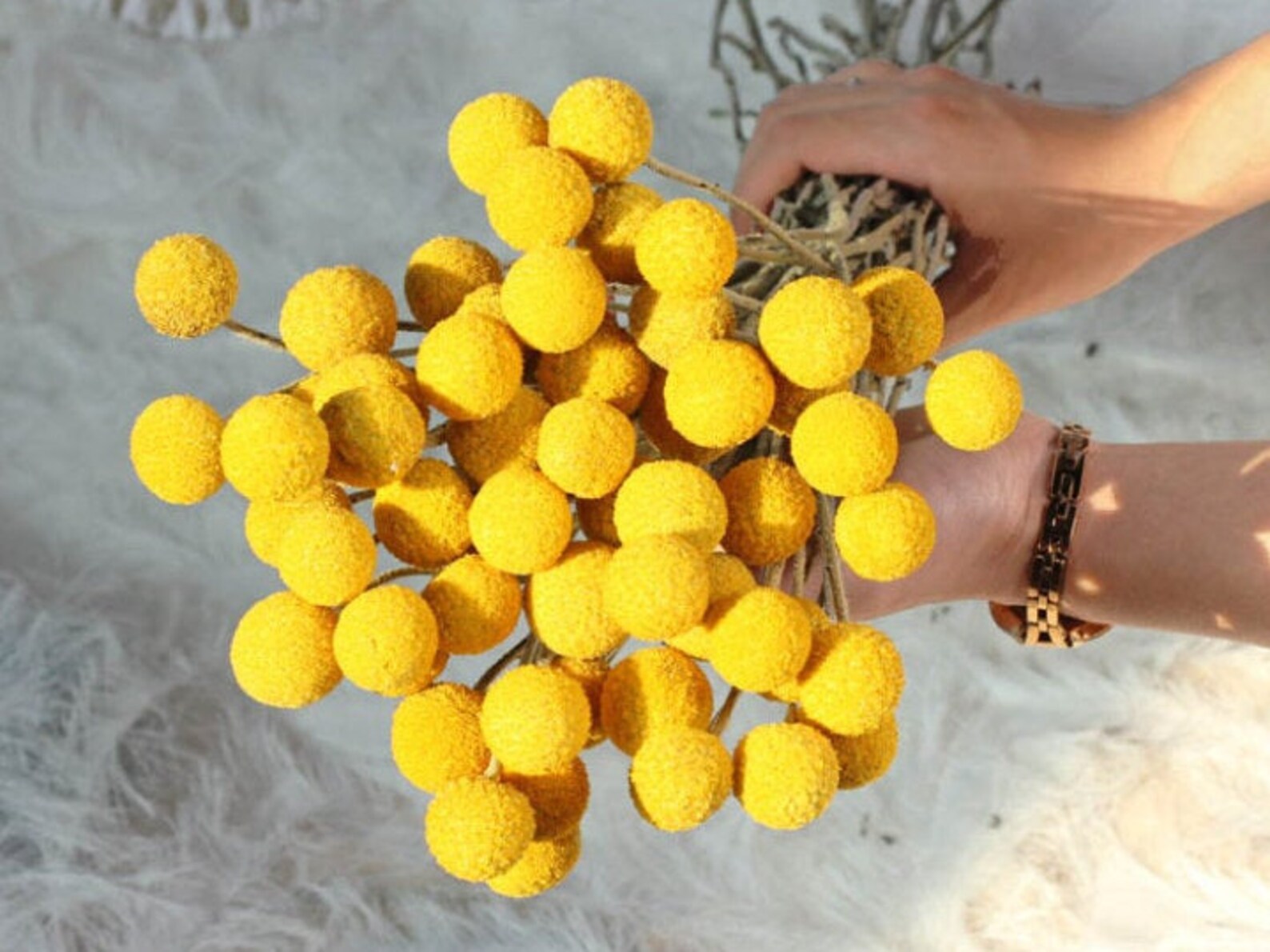 10/20/30 Stems Dried Billy Ball Dry Craspedia Golden Ball - Etsy Canada