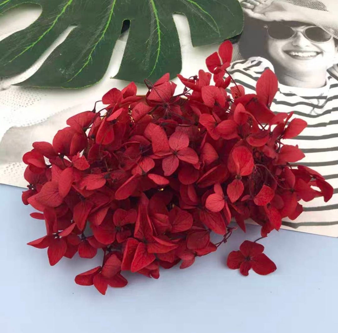 Red Dried Flower Real Preserved Flower Preserved Hydrangea - Etsy
