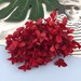 Red Dried Flower Real Preserved Flower Preserved Hydrangea Small ...