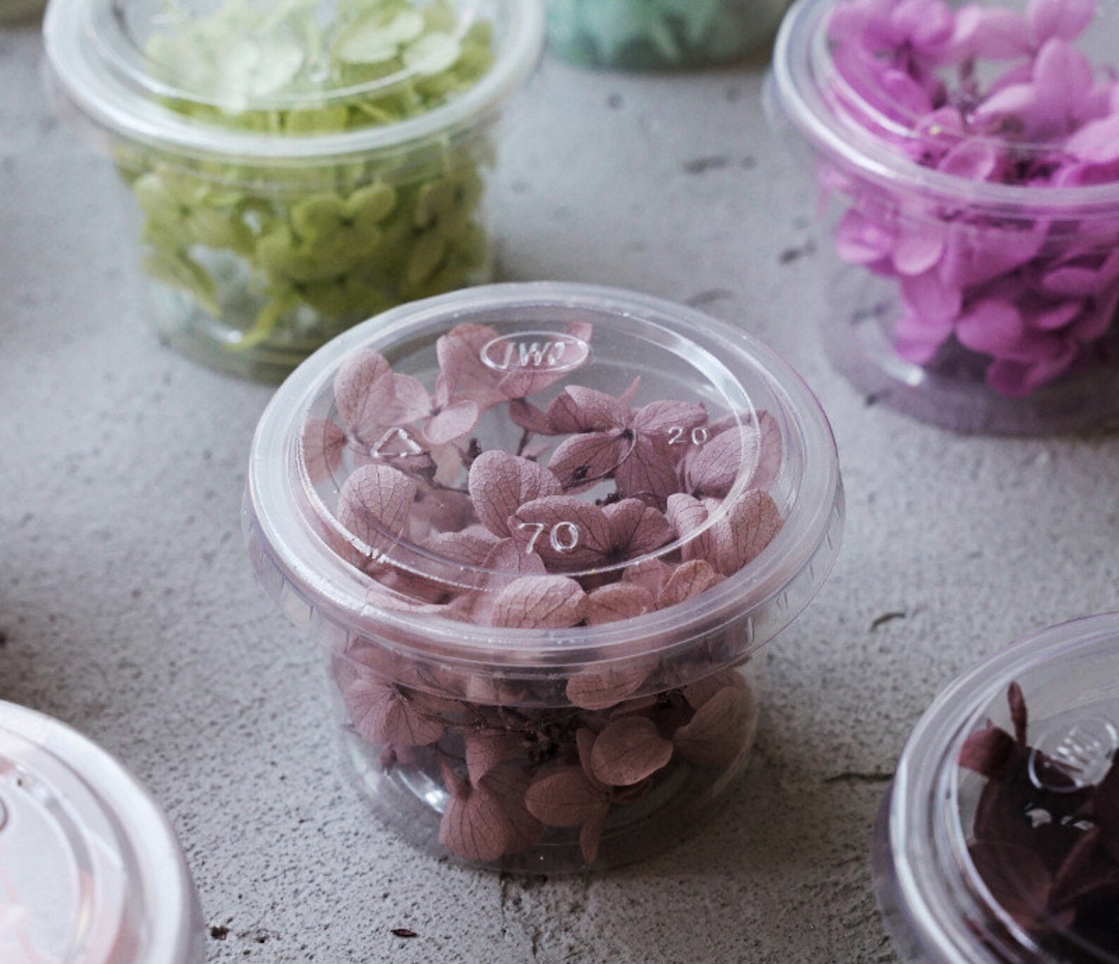 Colorful Dried Flower Real Preserved Flower Preserved - Etsy