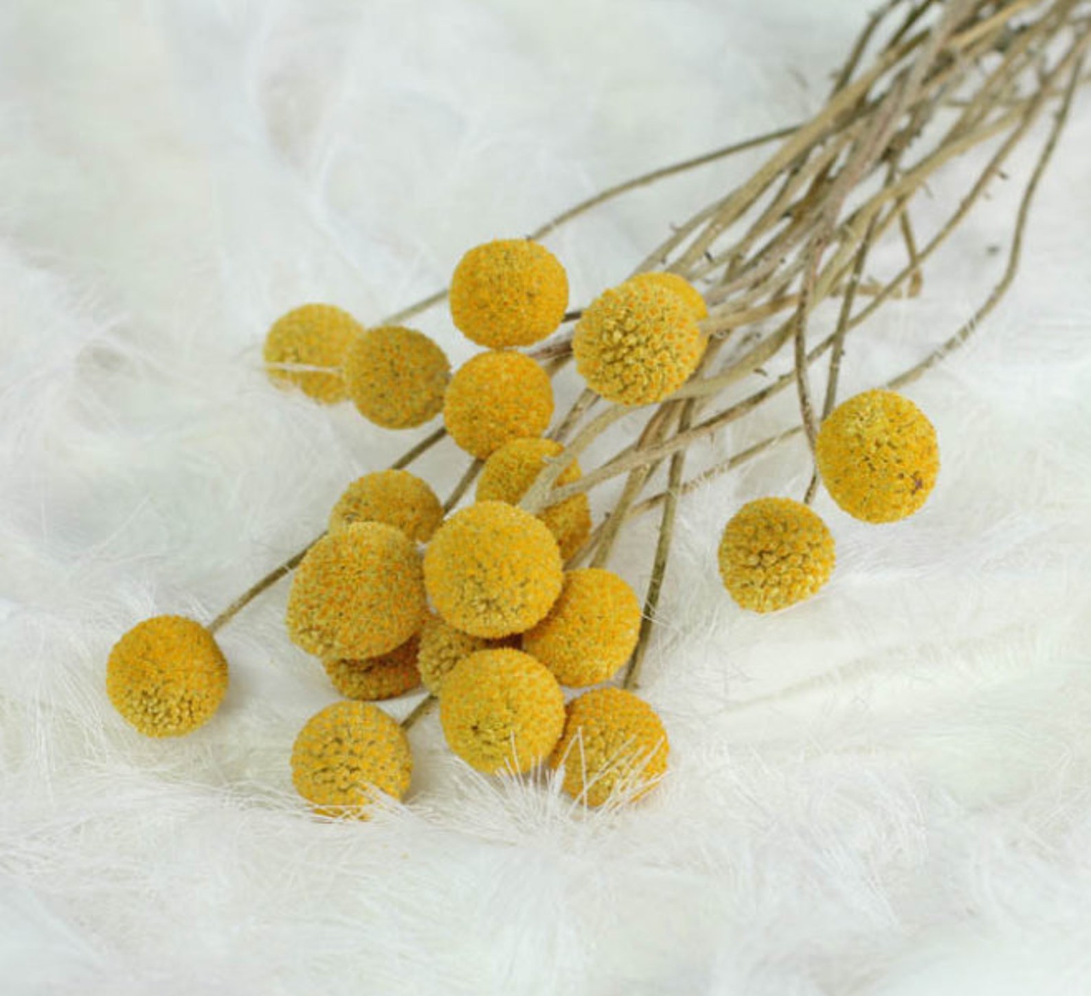 10/20/30 Stems Dried Billy Ball Dry Craspedia Golden Ball | Etsy