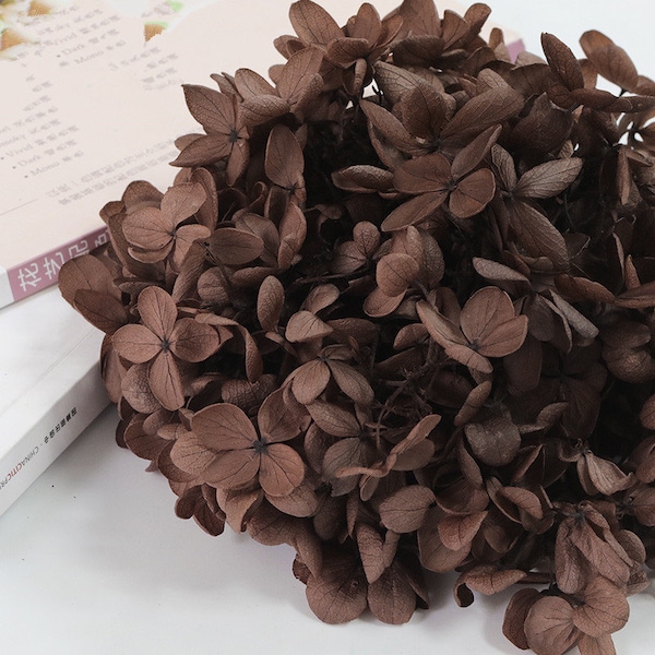 Brown Hydrangea - Etsy