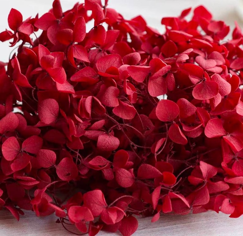 Red Dried Flower Real Preserved Flower Preserved Hydrangea - Etsy