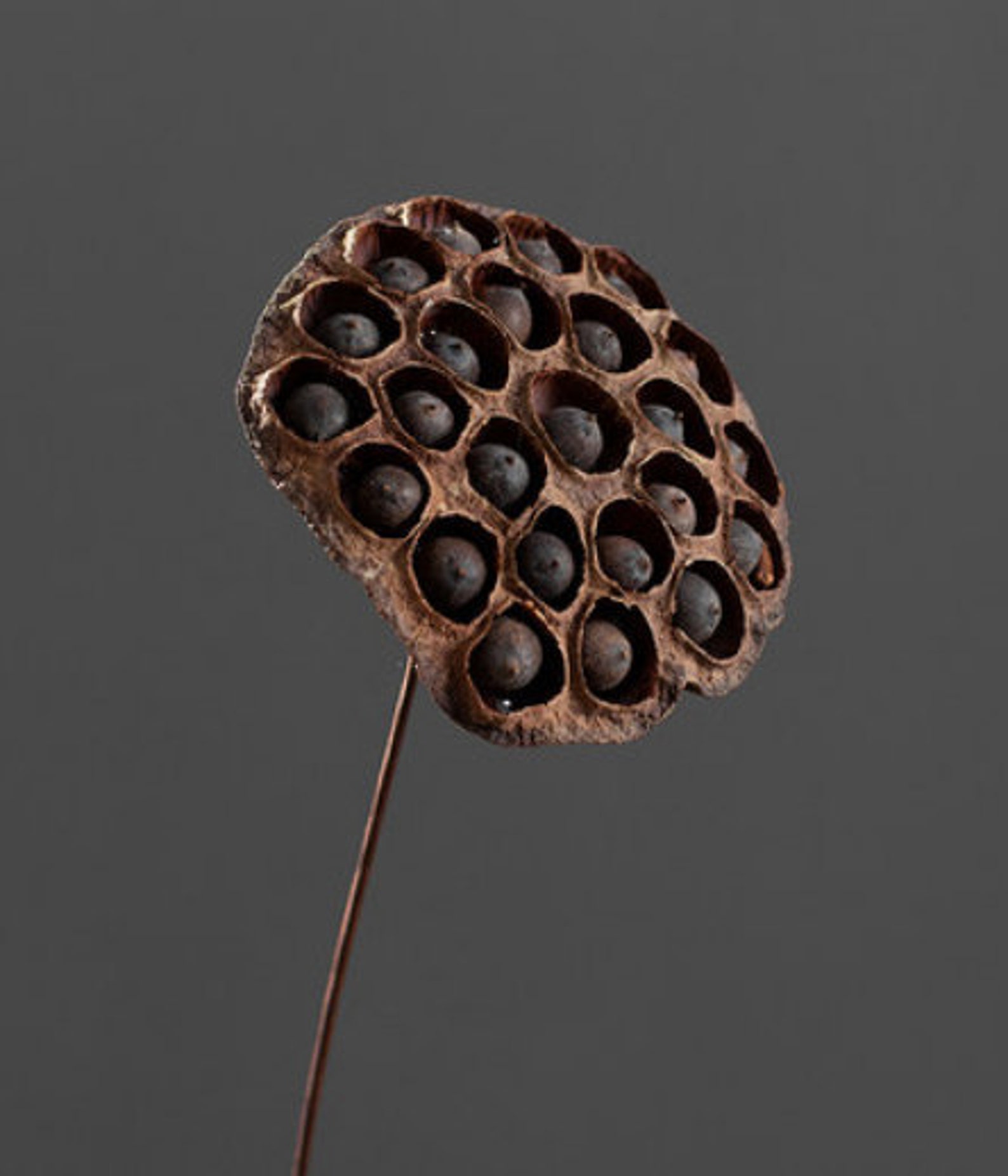 Dried Lotus Pods on Stem,natural Dried Lotus Pods,decoration,dried ...