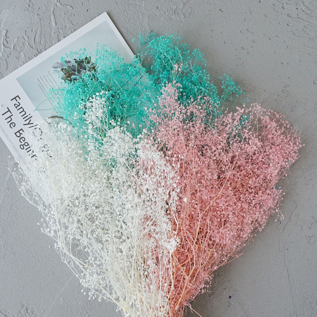 Colorful Dried Gypsophila Paniculata Baby'sbreath Real Preserved Flower ...