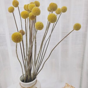 10/20/30 Stems Dried Billy Ball Dry Craspedia, Golden Ball Billy Buttons Dried Flower Floral ...