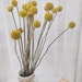 10/20/30 Stems Dried Billy Ball Dry Craspedia, Golden Ball Billy Buttons Dried Flower Floral ...